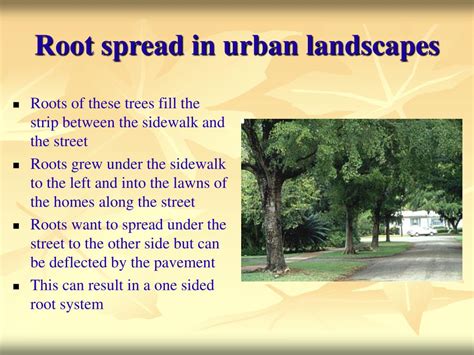 Ppt Tree Root Growth After Planting Powerpoint Presentation Free