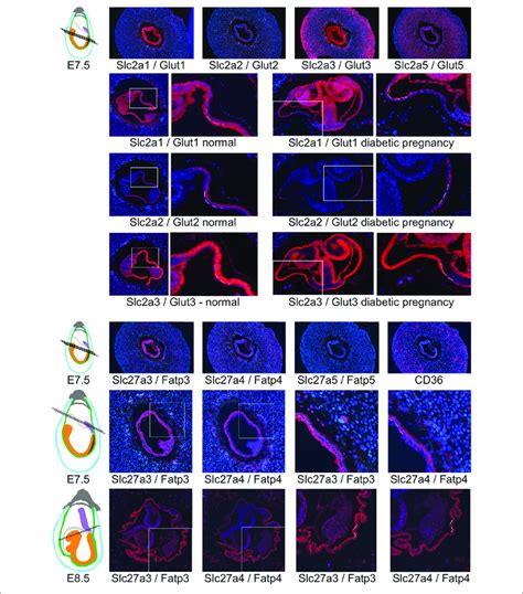 Restricted Expression Of Nutrient Transporters In Visceral Yolk Sac
