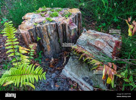 Fossil Tree Stumps Hi Res Stock Photography And Images Alamy
