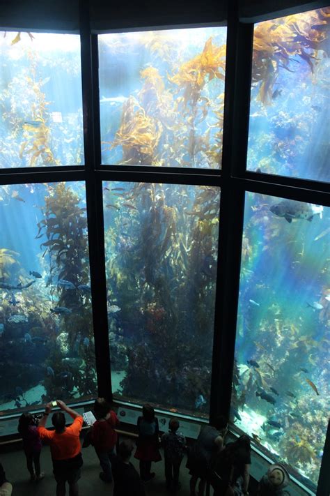 Blue Theology Tide Ings Stained Glass Kelp Forest