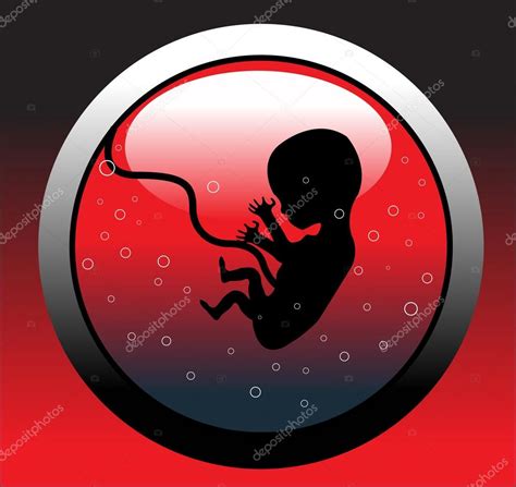 Human Embryo — Stock Vector © Oxlock 44060849