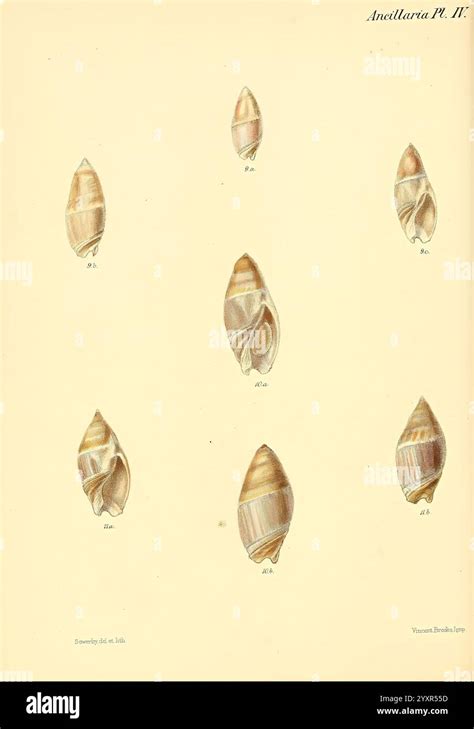 Conchologia Iconica Or Illustrations Of The Shells Of Molluscous