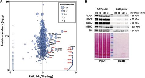 Identification Of Proteins Enriched In Nascent Dna By Ipond Ms A