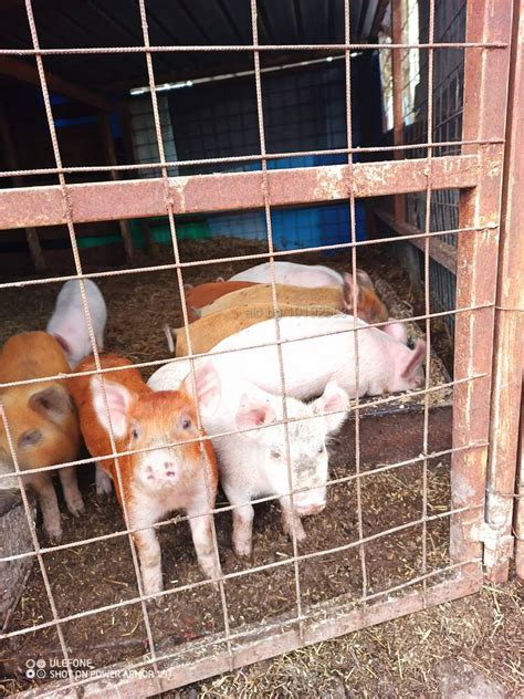 Малки прасенца продавам Прасета Селскостопански животни Окоп Продавам малки прасенца н