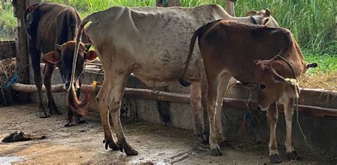 Lumpy Skin Disease Spread Linked To Animal Movements Farm Online Act