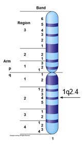 Genetics Chapter 6 Flashcards Quizlet