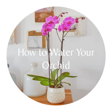 Orchid Care How To Water Your Orchid Westerlay