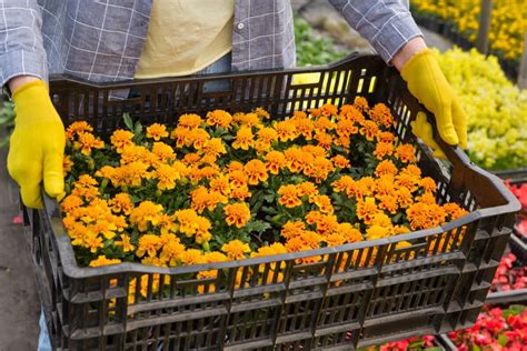 How To Grow Marigolds In Your Garden Petal Republic