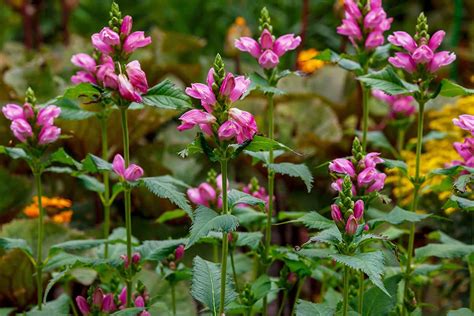How To Grow Turtlehead Chelone Flowers Gardeners Path