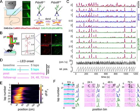 compartment specific tuning of dendritic feature selectivity by