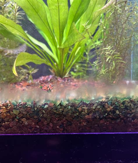 Algae Type Raquariums