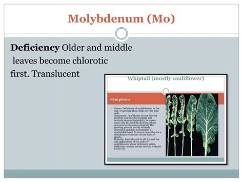 Essential Plant Nutrientsppt Pptx