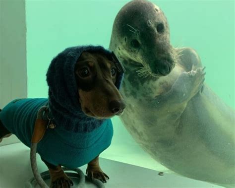 Una Foca Con Un Duro Pasado Y Un Perrito Salchicha Se Encuentran