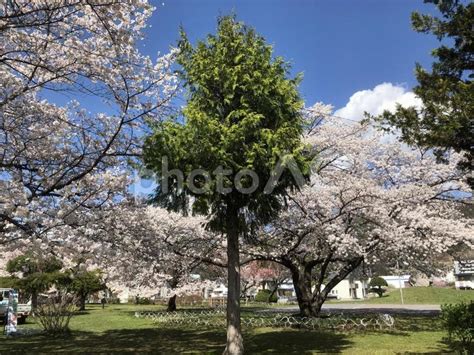 天気の良い日の公園 No 4828094｜写真素材なら「写真ac」無料（フリー）ダウンロードok