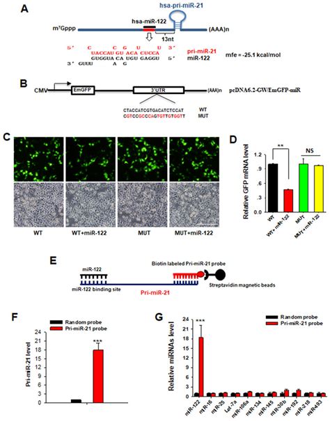 Nuclear Mir 122 Directly Binds To A Cognate Element On Pri Mir 21