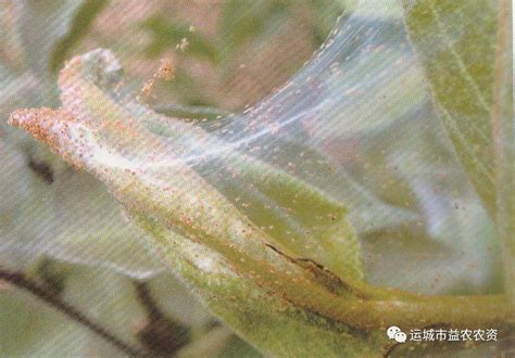 叶螨 白蚂蚁防治用什么药 随意云