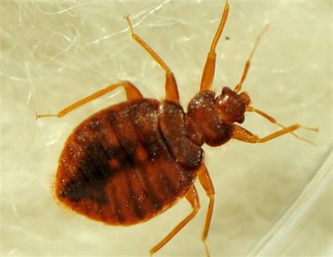 43 Small Tiny Brown Bugs In House Pictures And Identification