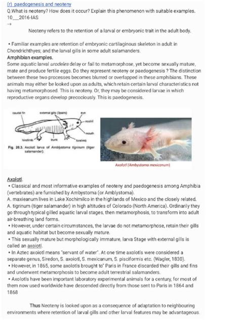 Paedomorphosis And Neoteny Pdf