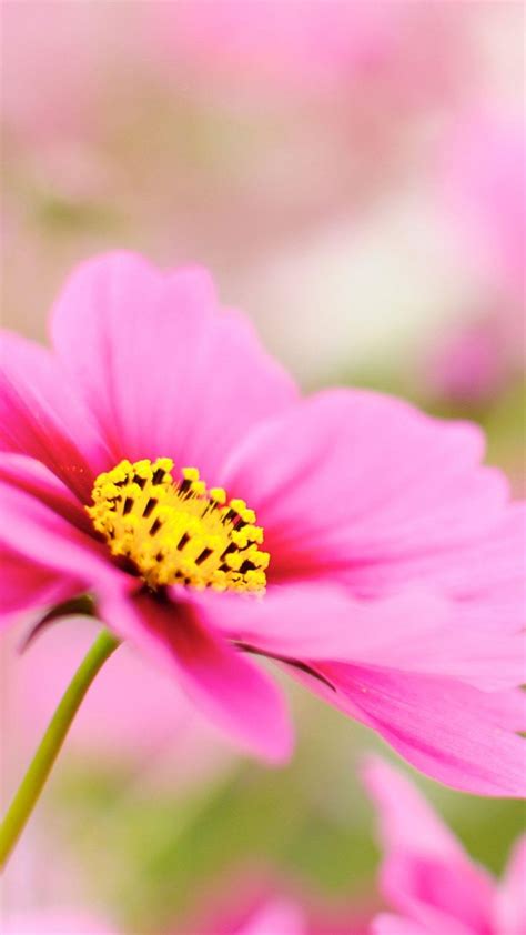 🔥 Free Download Flower Iphone Wallpaper By Ericm65 Wallpapersafari