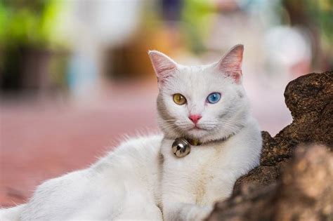 Different Colored Eyes Cats
