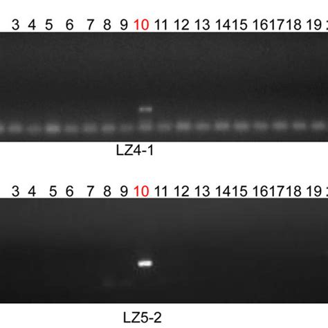 Development Of Rapd Scar Markers For Lz4 1 And Lz5 2 A Scar Marker Download Scientific