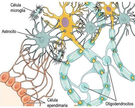 Células Gliales Tipos De Celulas