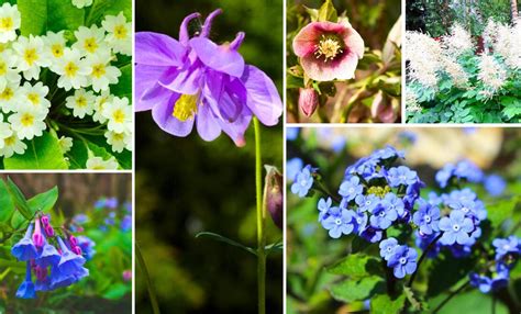 22 Amazing Perennials With Orange Flowers You Ll Love To Have In Your