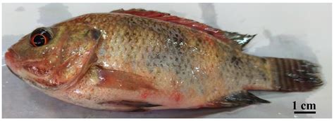 Streptococcus Agalactiae Infection In Nile Tilapia Oreochromis