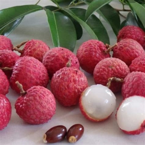 Lychee Tree Nature Nursery Central Indias Biggest Nursery In Indore
