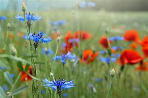 화창한 여름날 필드에 아름다운 빨간 양귀비와 푸른 옥수수 꽃 0명에 대한 스톡 사진 및 기타 이미지 0명 개양귀비 개화기 Istock