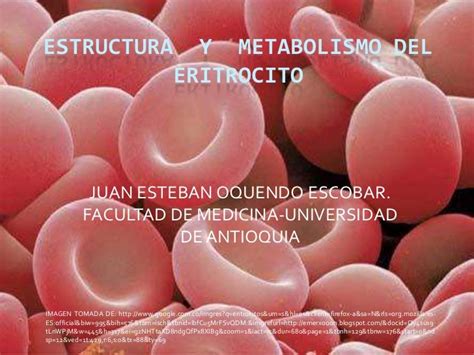 Estructura Y Metabolismo Del Eritrocito