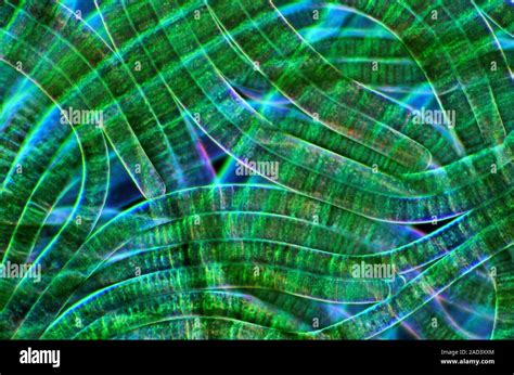 Oscillatoria Cyanobacteria Darkfield Illuminated Polarised Light Micrograph Of Filamentous