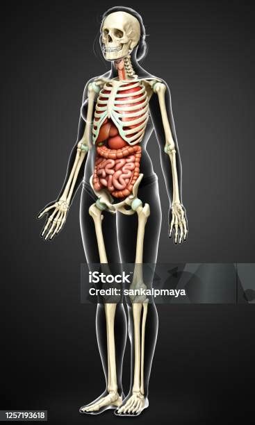 여성 내부 장기 및 골격 시스템의 의학적으로 정확한 그림을 렌더링 한 3d 렌더링n 3차원 형태에 대한 스톡 사진 및 기타 이미지 3차원 형태 건강관리와 의술 과학