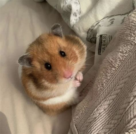 Happy Animals Funny Animals Silly Images Cute Images Hamster