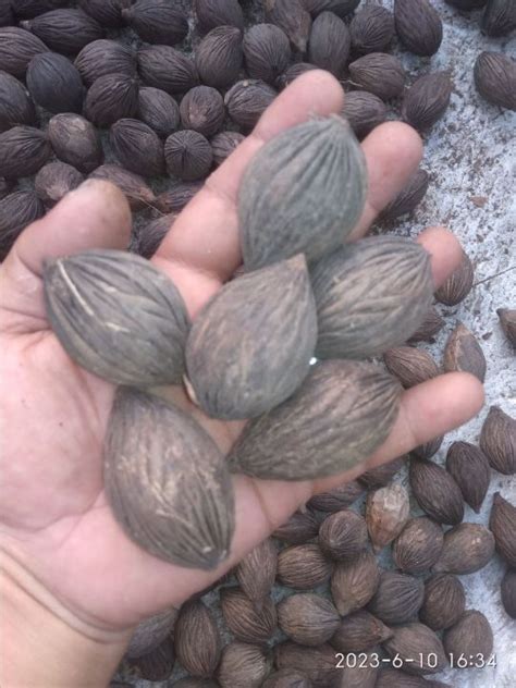 Biji Buah Palem Bahan Kerajinan Tangan Lazada Indonesia