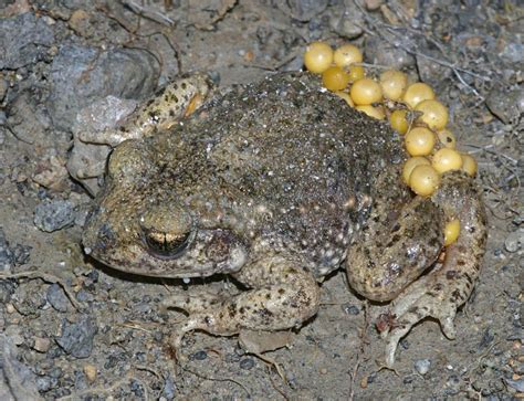 Common Midwife Toad Characteristics Habitat Feeding Reproduction