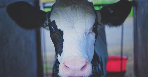Cow Album On Imgur