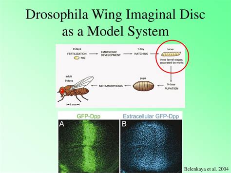 Ppt Morphogen Gradient Formation Through Interactions With Hspg An Anomalous Diffusion Model