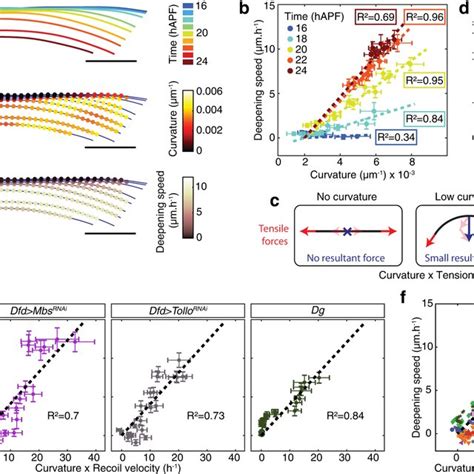 Proposed Model For The Interplay Between Genetic Patterning Tissue Download Scientific Diagram