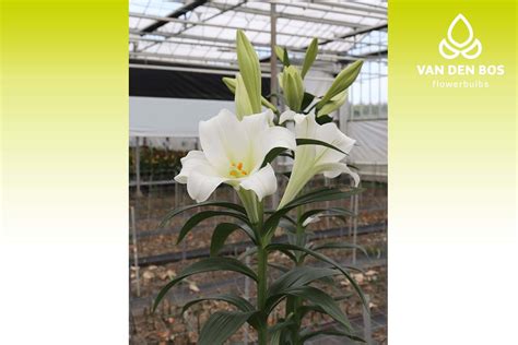 Carpino® (Longiflorum) - Lily - Van den Bos Flowerbulbs