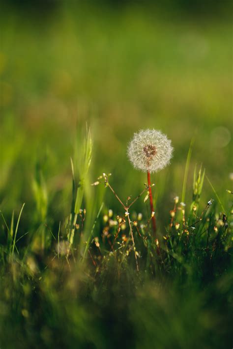 Spring Seeding Photos Download The Best Free Spring Seeding Stock