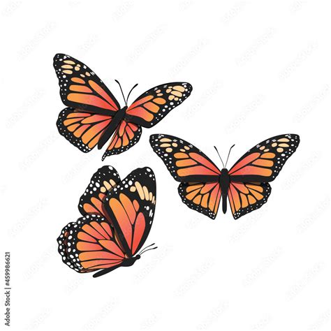 Monarch Butterfly Butterfly Icon Butterfly Set Butterfly Vector