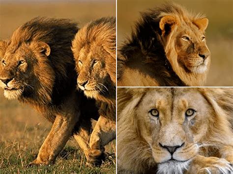 Las Mejores Fotos De Leones 2023