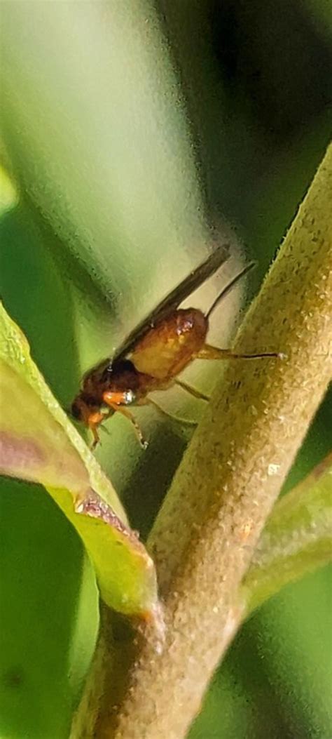 Bracon Sp Bracon Sp Naturbasen