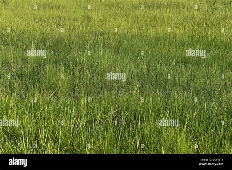 Green Grass Natural Background Texture Fresh Spring Green Grass Stock