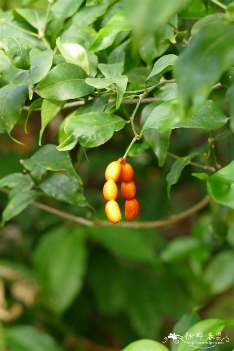 Petchia Ceylanica