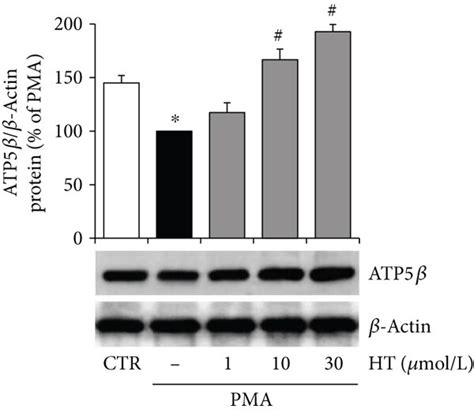 Ht Improves Mitochondrial Function In Pma Stimulated Endothelial Cells