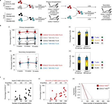 E14 5 Fl Hsc Progenitors Are Biased To Differentiate A Transplantation