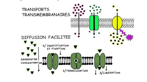 La Diffusion Facilité Perméase Membranaire Diagram Quizlet