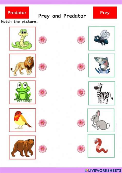 Bushland Habitat Predator Or Prey Worksheet Teach Starter